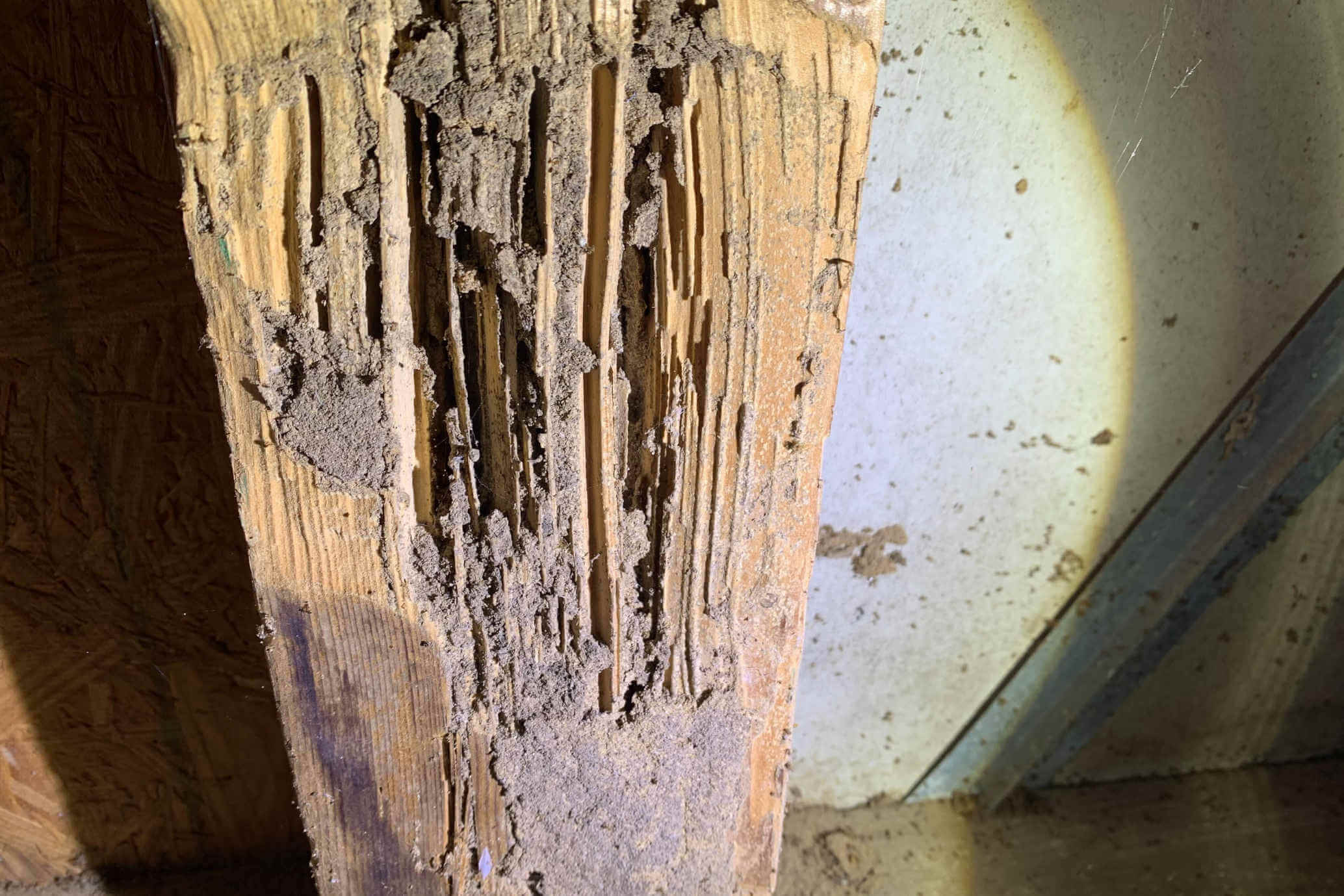 Quality Pest Inspections | Florida Termite Inspections, LLC