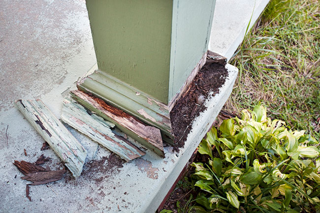 Signs You Need a Home Termite Inspection Now | Florida Termite ...