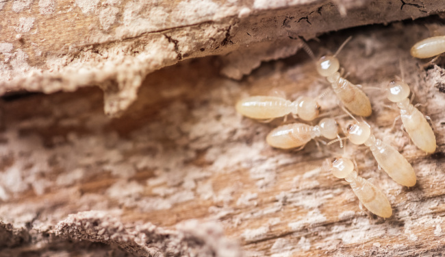 WDO Inspection, Ocala, FL | Florida Termite Inspections, LLC