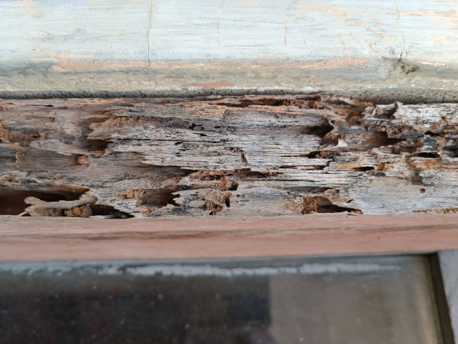 Termite Inspection Cost, Ocala, FL | Florida Termite Inspections, LLC