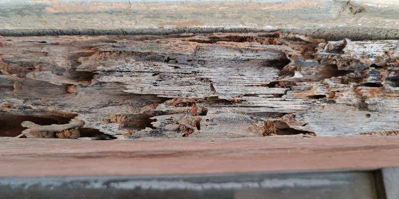 Termite Inspection Cost, Ocala, FL | Florida Termite Inspections, LLC