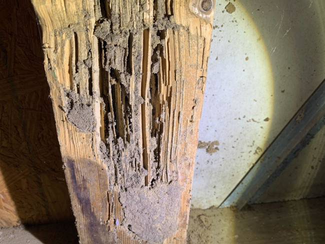 Wood Destroying Organism Inspection, Ocala | Florida Termite ...