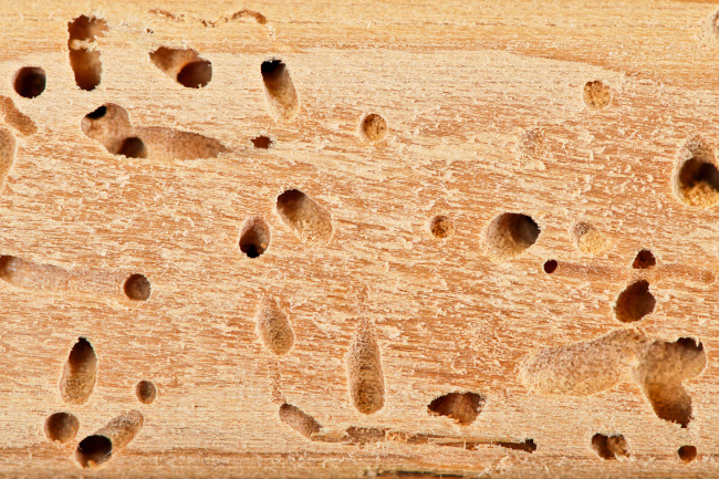 What do Inspectors Look for in a Termite Inspection? | Florida Termite ...