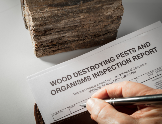 The Basics of a WDO Inspection | Florida Termite Inspections, LLC