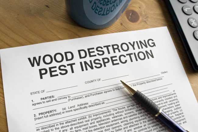 Four Scenarios That Call for a WDI Report | Florida Termite Inspections ...